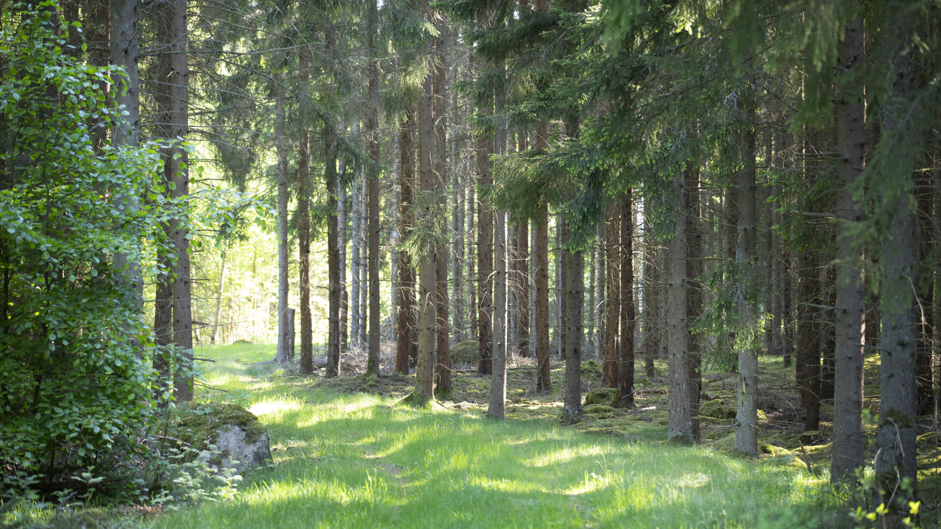 Hej from Lars Thorsén, CEO Ikano Group - Ikano Group